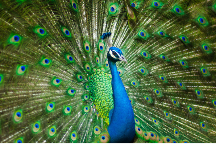 Why Are Peacocks So Colourful? - Prime Magazine