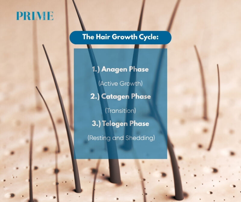 Why Some Hair Keeps Growing and Others Just Stop - Prime Magazine
